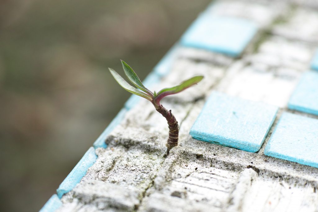 Fit for Growth